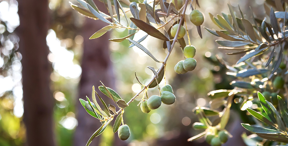 Olive Leaf Extract Benefits, Dosage, Side Effects | Mr Supplement