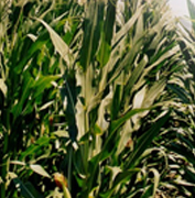 MrSupplement.com.au - Waxy Maize Starch - Review the Facts