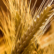 Hordenine Explained: Benefits, Dosage and Side Effects