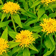 Golden Root Explained: Your Guide to Rhodiola Rosea
